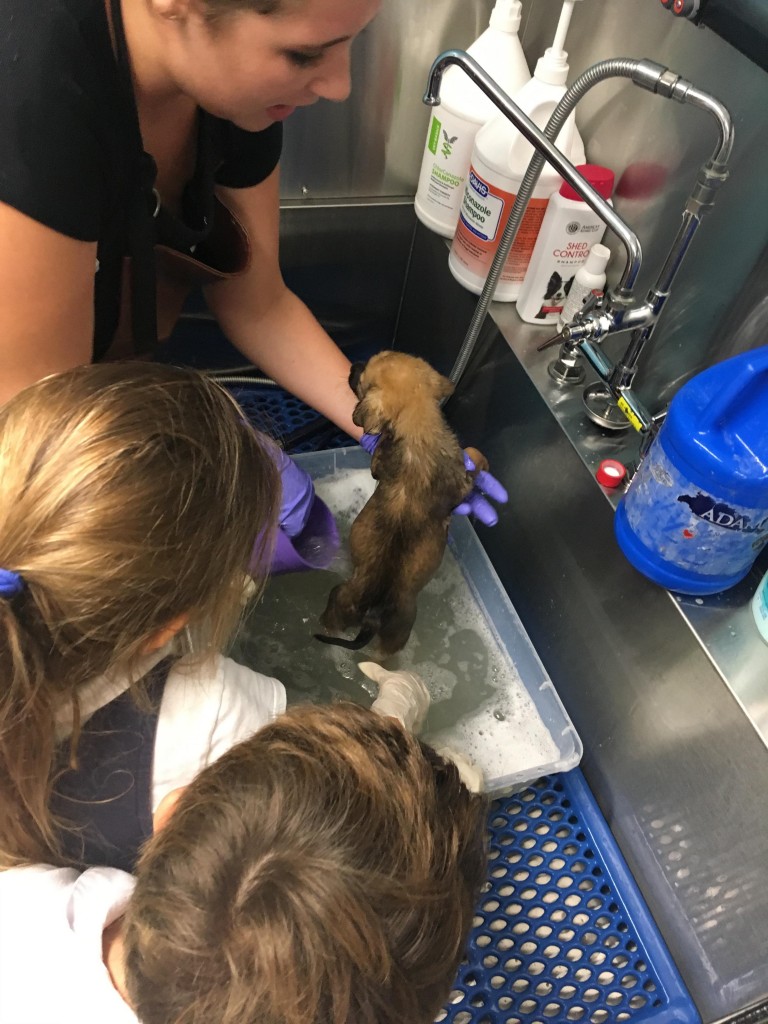 A place precious to TCI - the Potcake Place - International School Blog