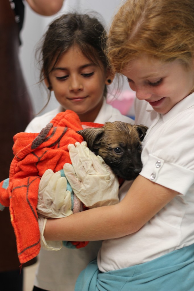 A place precious to TCI - the Potcake Place - International School Blog