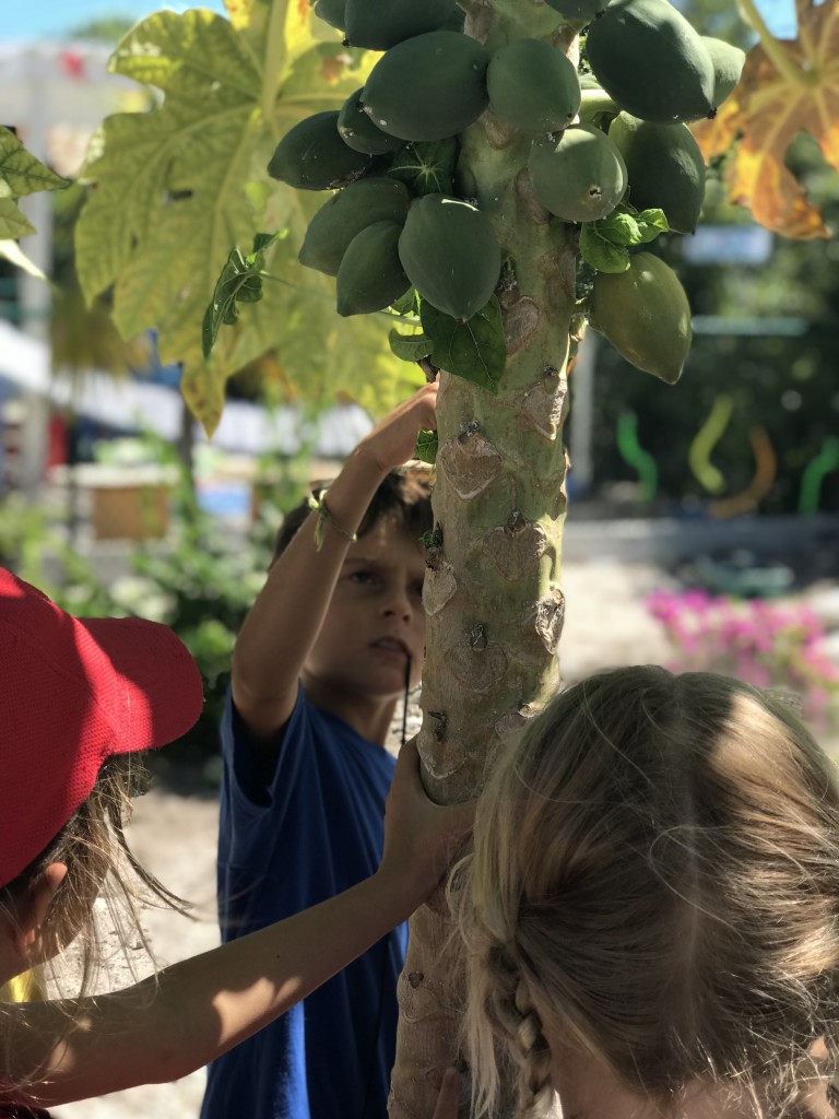 Gardening with Grade 3 - International School Blog
